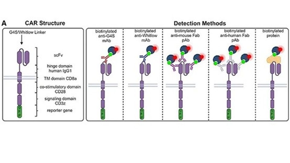 Sino Biological Launches Universal CAR Detection Antibodies ...