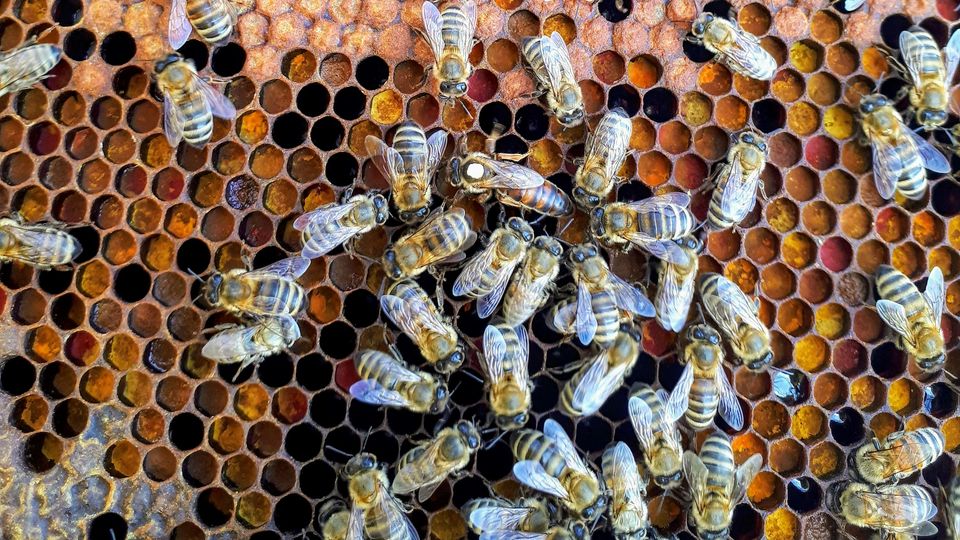 Bee Honeycombs Could Inspire Aerospace Materials | Technology Networks