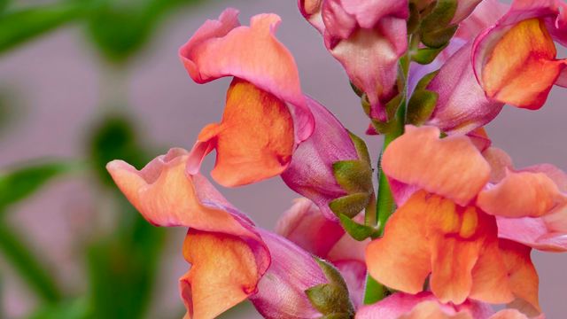 Color Genes Keep Pyrenees Snapdragons Distinct | Technology Networks
