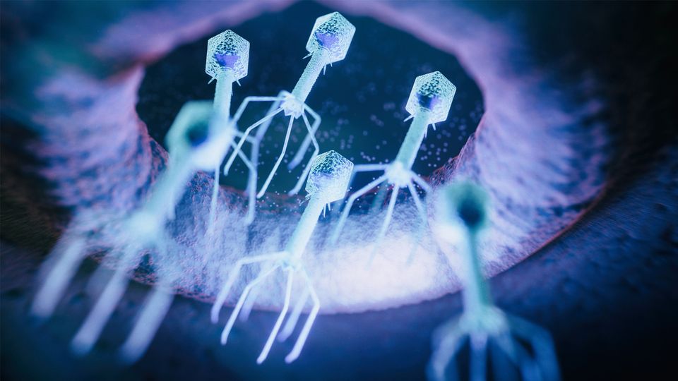 Phage Display Screening for Highly Selective Peptides | Technology Networks