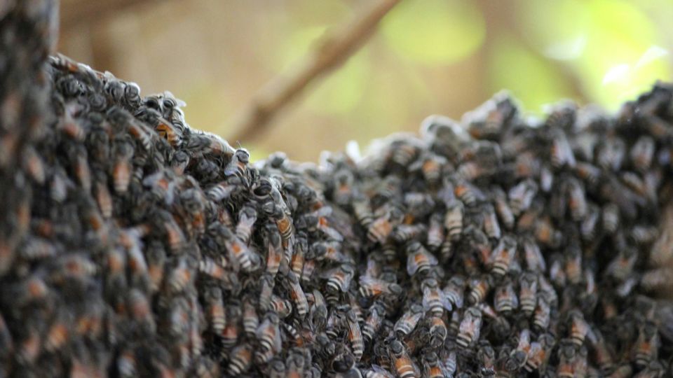 Pollen Has Antibacterial Drugs That Could Benefit Bees | Technology ...