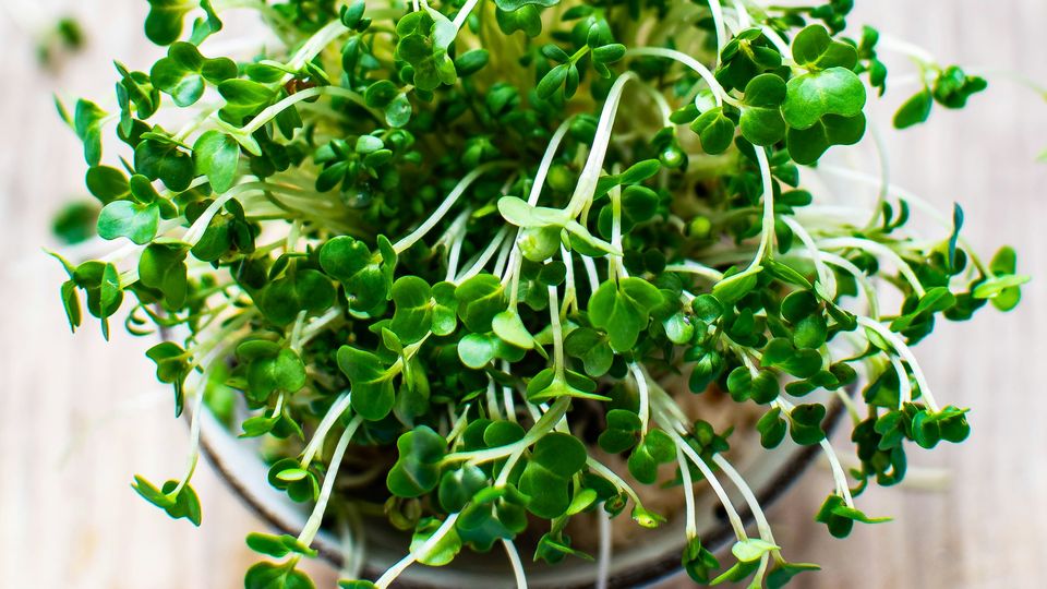 Hydrogel "Soil" Could Tackle Drought and Pollution | Technology Networks