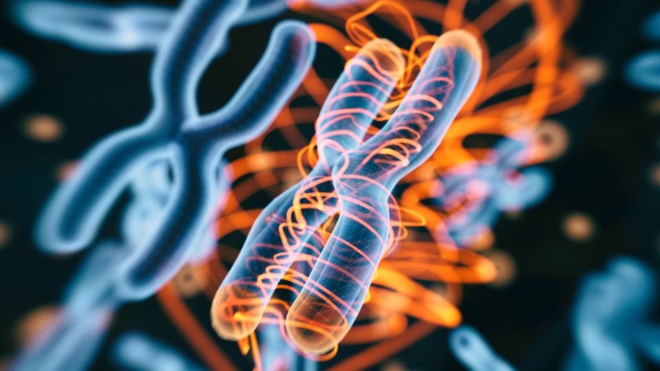 How Telomere Length Is Inherited and Why It Matters | Technology Networks