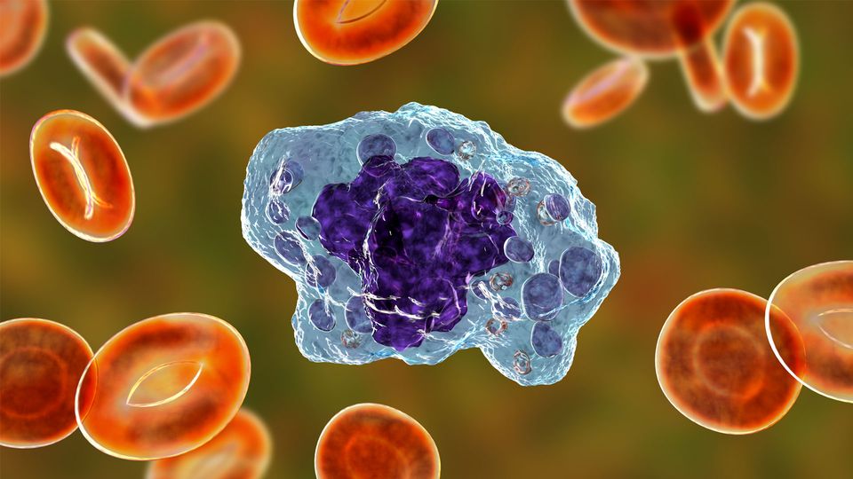 Macrophages Prevent Type 1 Diabetes by Silencing T Cells | Technology ...