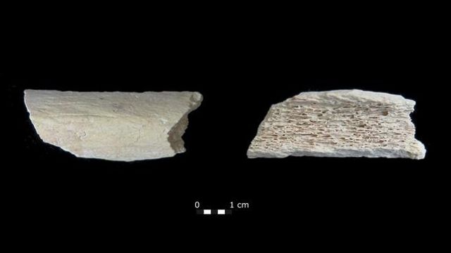 Neanderthal Bone in Crimea Traced to Siberian Origins | Technology Networks