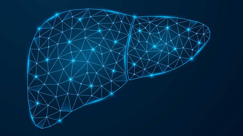 Lab-Grown Liver Organoid Helps Study Liver Fibrosis | Technology Networks