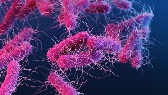 E. coli in the Gut May Spread Like Swine Flu, Study Finds | Technology ...