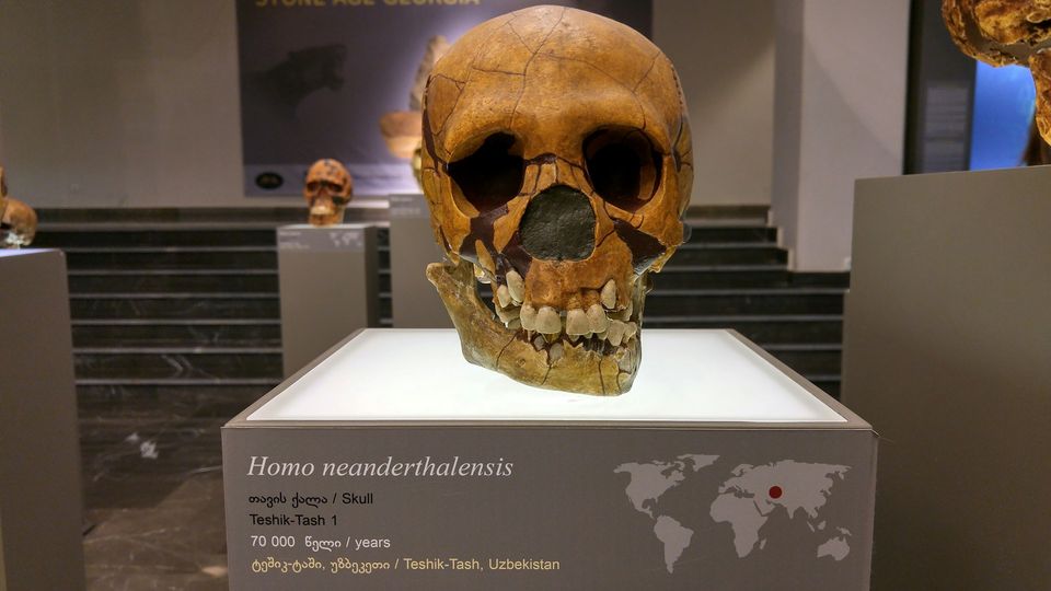 Neanderthal DNA Influenced Jaw Development | Technology Networks