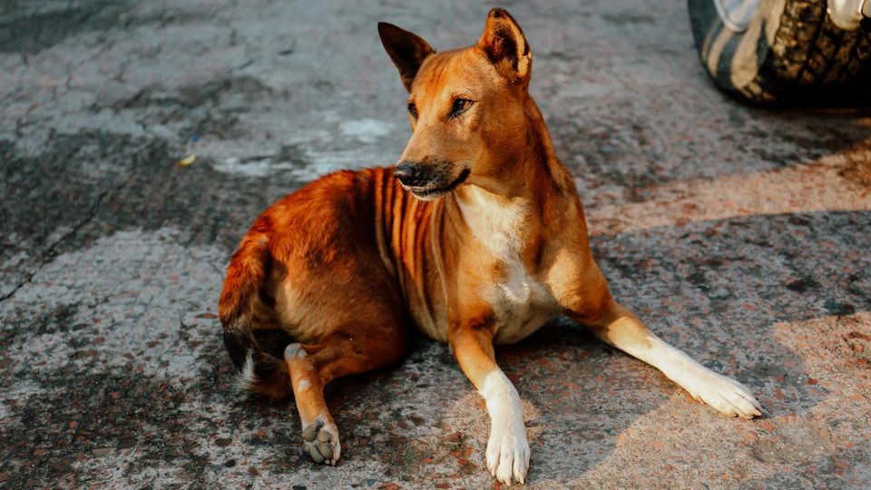Rabies Tracking in Peru Reveals Systemic Gaps | Technology Networks