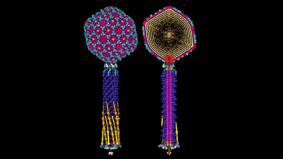 3D Map of Phage Offers New Insights | Technology Networks