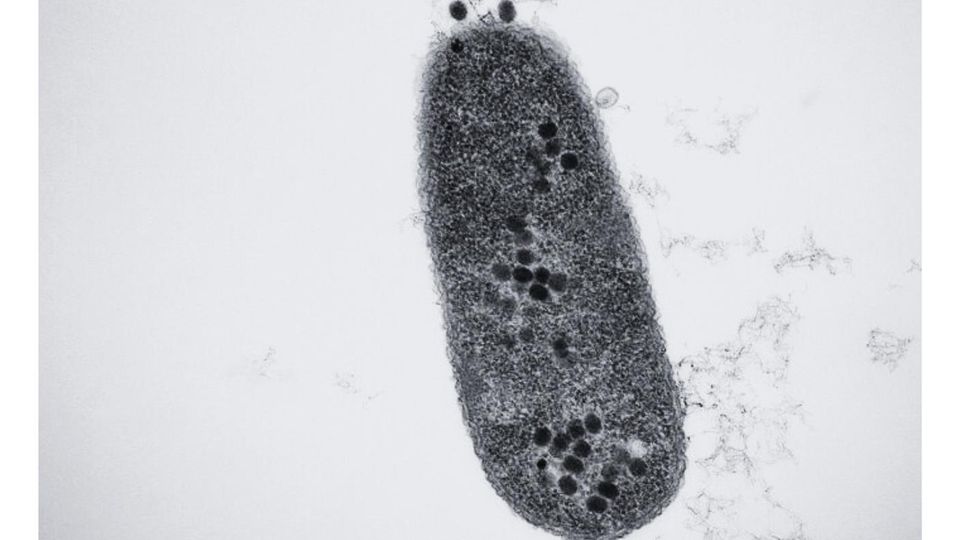 Open Phage Library Targets Superbug Threat | Technology Networks