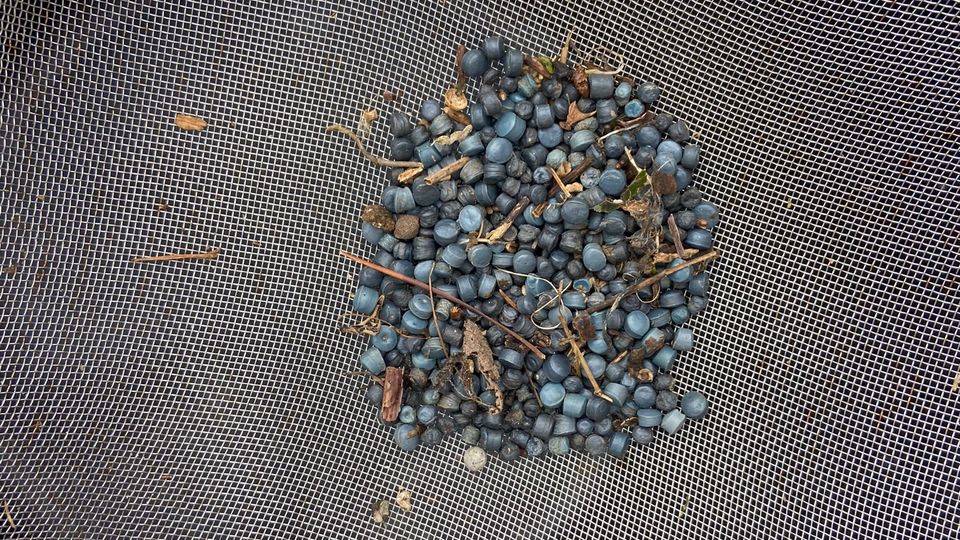 Microplastics Are Harboring Antimicrobial Resistant Bacteria ...