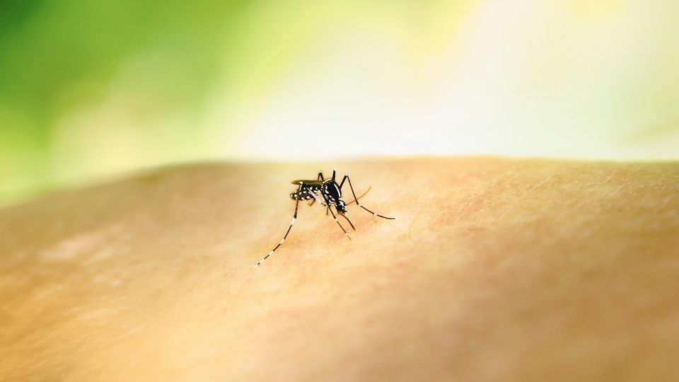 Climate Change Could Expand Mosquito Habitats in Africa | Technology ...