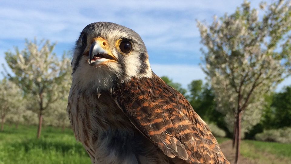 Falcons Protect Crops From Small Bird Droppings | Technology Networks