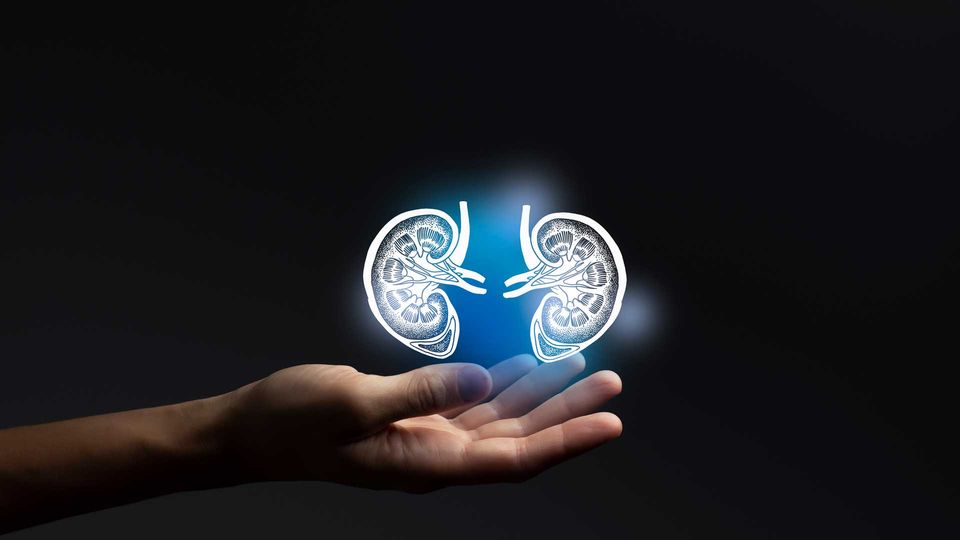 Mini Kidneys Reveal a New Fibrosis Target in NPHP | Technology Networks