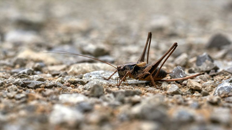 Crickets Cannot Distinguish Between Microplastics and Food | Technology ...