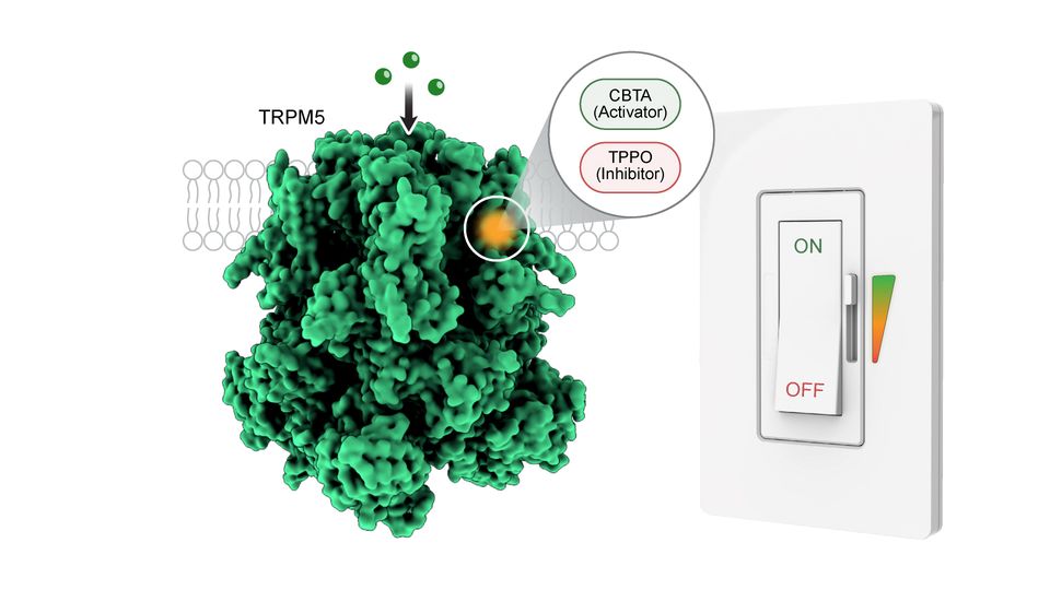How the TRPM5 Protein Controls Taste and Blood Sugar | Technology Networks
