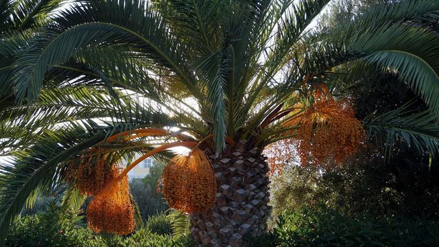 Infection Linked to Bat-Borne Virus Found in Bangladesh | Technology ...