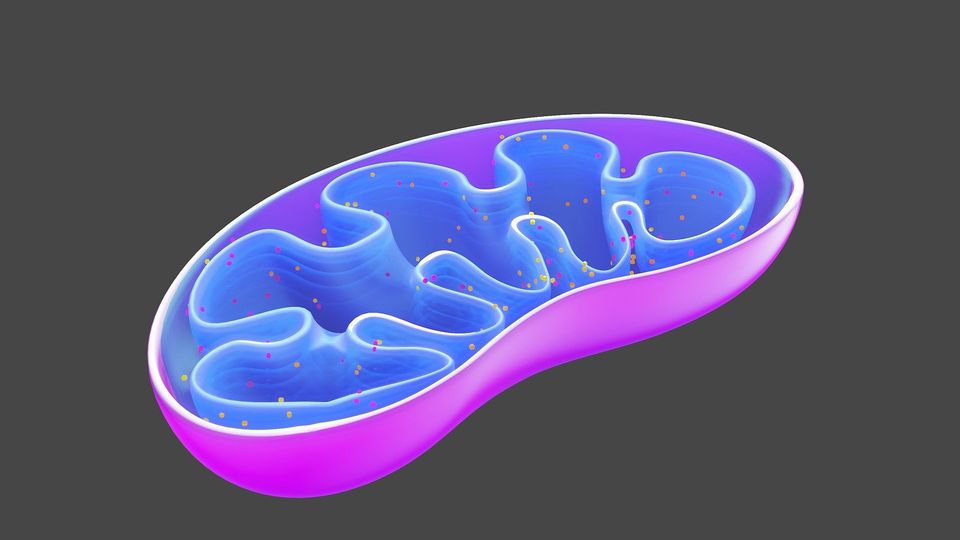 Healthy Mitochondria May Relieve Chronic Nerve Pain | Technology Networks