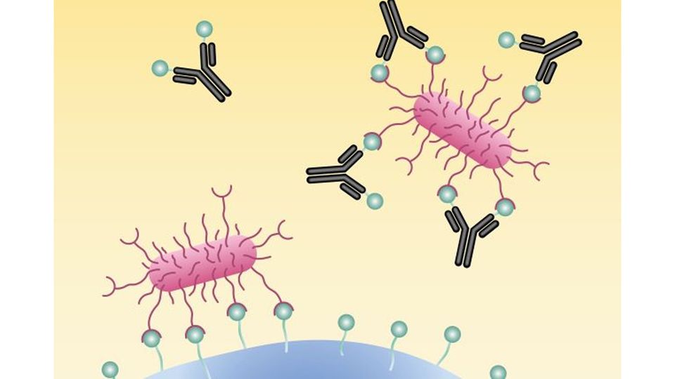 Antibodies Use Novel Tricks to Prevent E. coli Infections | Technology ...