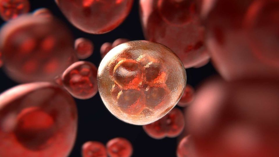 DNA Repair in Cell Division: Key Protein Complex Identified ...