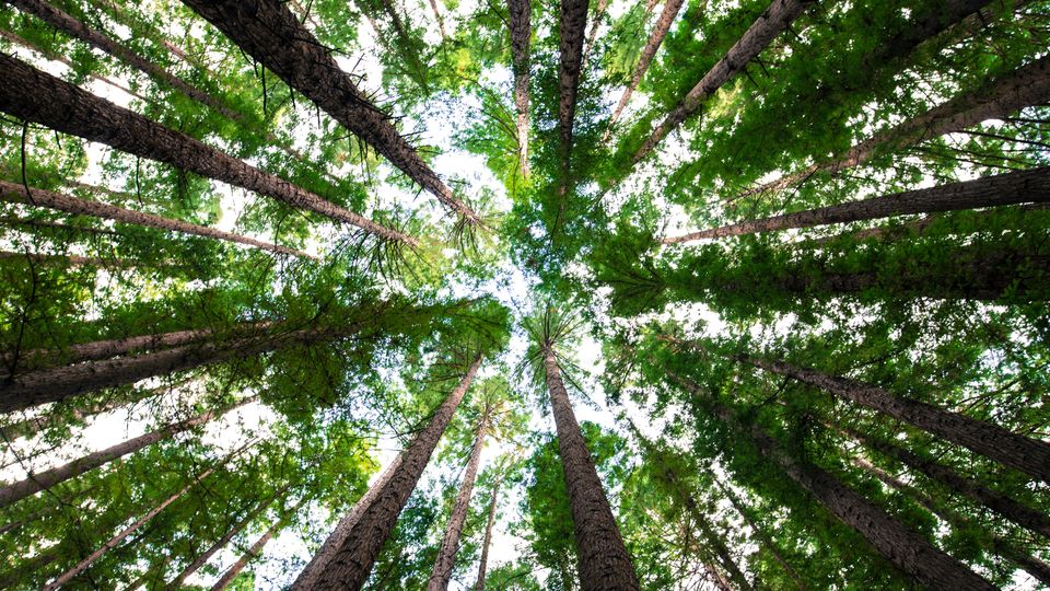 Tree Bark Microbes Scrub Greenhouse Gases From the Air | Technology ...