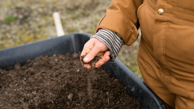Food Waste Compost Is Less Effective Than Potting Soil | Technology ...