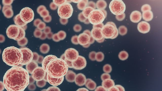 Complement Genes Linked to Pancreatic Cancer Risk | Technology Networks