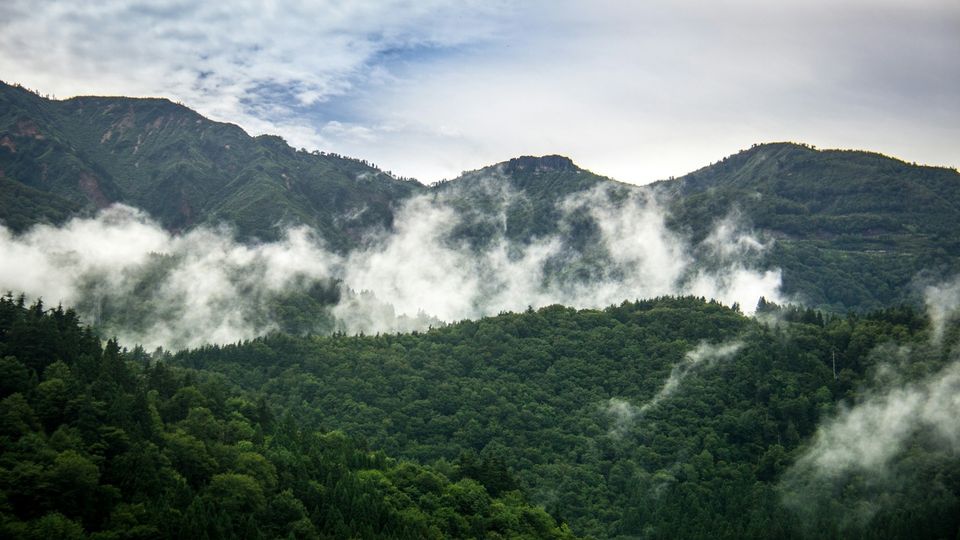 Gaps in Global Forest Maps Expose Climate Data Risks | Technology Networks