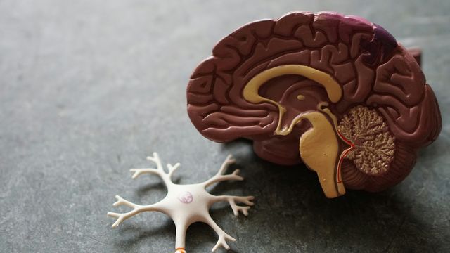 Tau Protein Research Reveals New Drug Targets for Alzheimer’s ...
