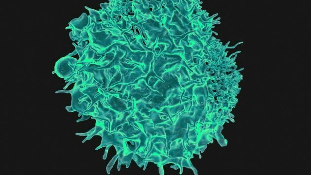 Antigens Explained: New Discovery Reshapes Immune Communication ...