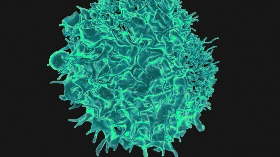 Antigens Explained: New Discovery Reshapes Immune Communication ...