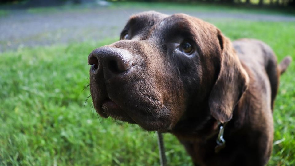 Trained Dogs Can Smell Canine Cancer Hemangiosarcoma | Technology Networks