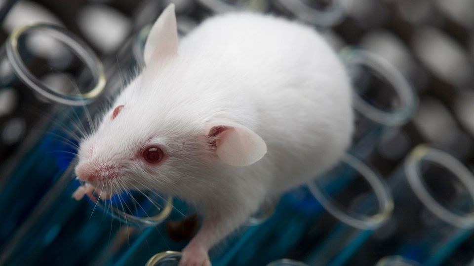 New Method Enables Full Human Gene Replacement in Mice | Technology ...