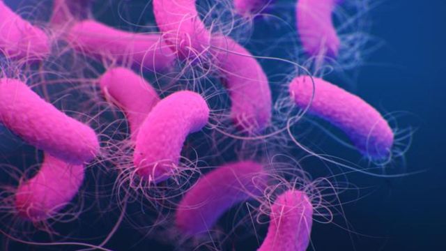 Antibiotic-Resistant Pathogen Behavior Altered by Light | Technology ...
