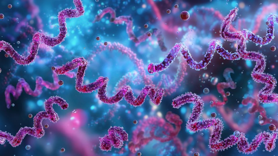 Ancient DNA Rewrites the Origins of Syphilis | Technology Networks