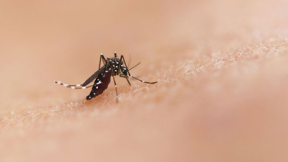 New Antimalarial Strategy Targets Parasites in Mosquitoes | Technology ...