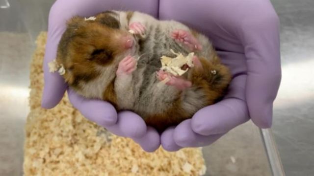 How Hibernating Animals Prevent Muscle Loss | Technology Networks