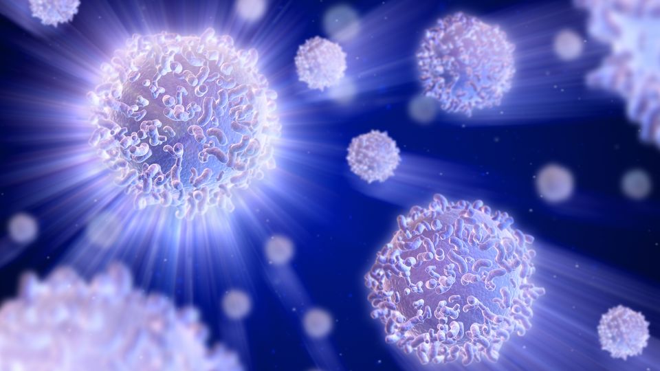 New Map Shows How Life Shapes Immune Cells | Technology Networks