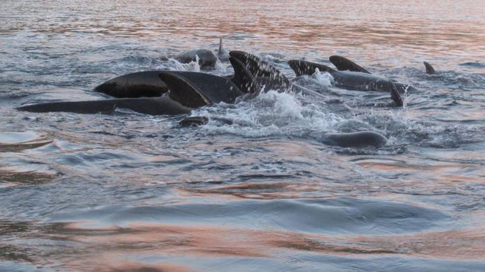 PFAS Pollution Declines in North Atlantic Pilot Whales | Technology ...