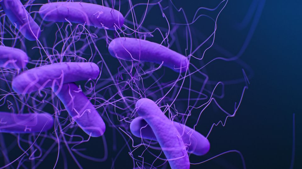C. diff Study Links Gut Health to Symptom Risk | Technology Networks