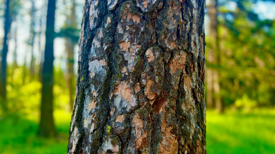 Pine Bark Helps Remove Antibiotics From Wastewater | Technology Networks