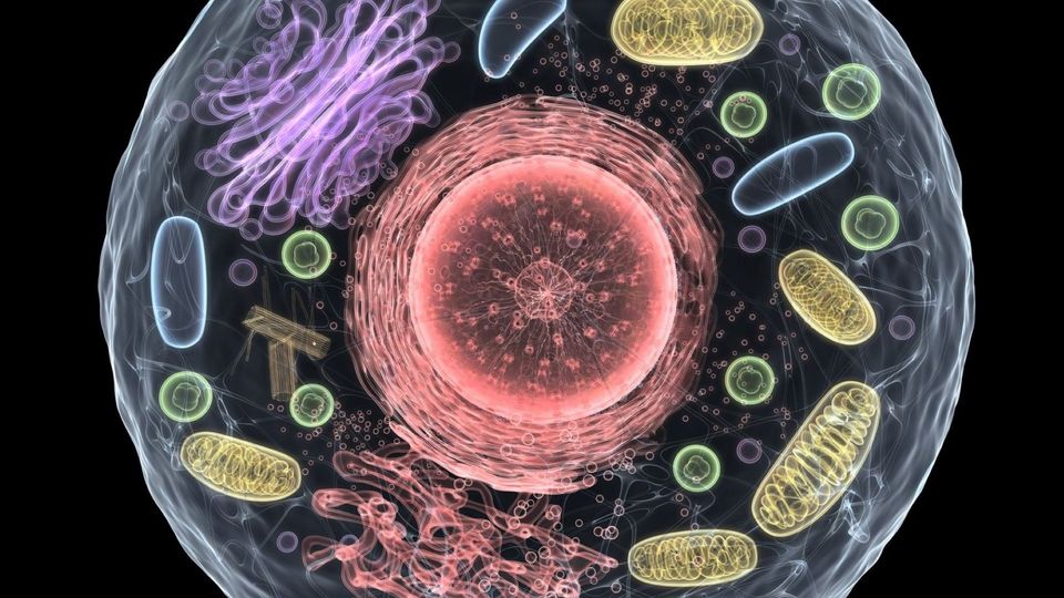 ER Actively Directs Organelle Transport in Cells | Technology Networks