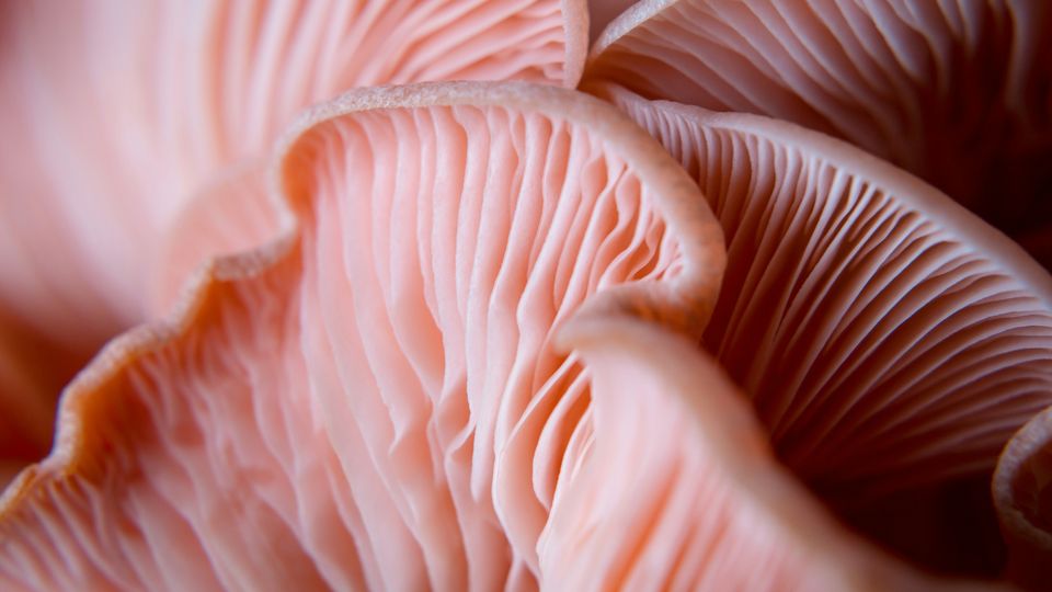 Vegan Protein Made From Mycelium Grown on Food Waste | Technology Networks