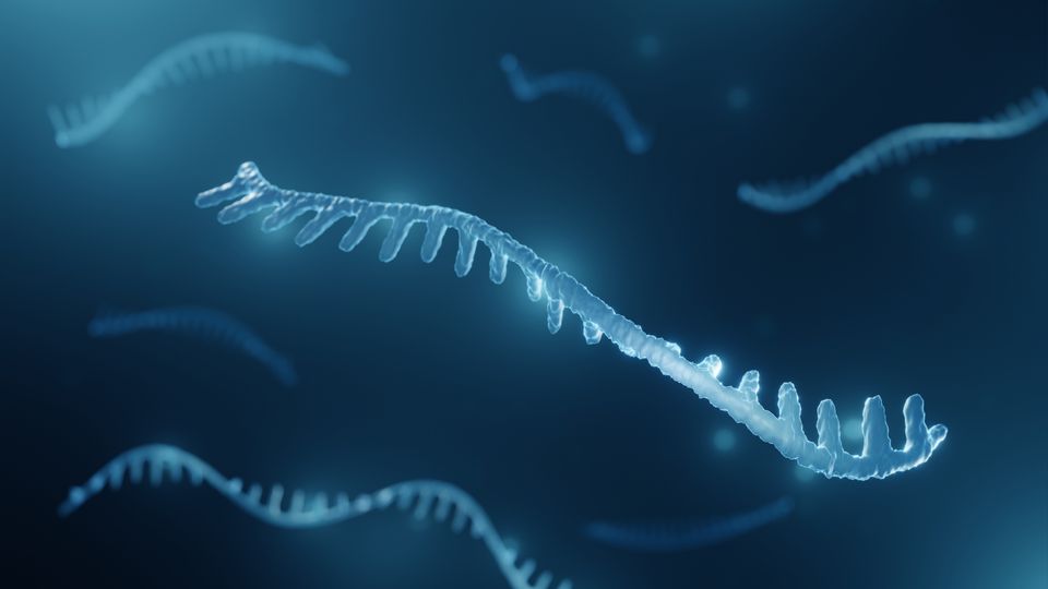 mRNA Decay Signals Activate Backup Genes via ILF3 | Technology Networks