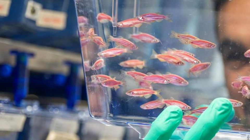 Zebrafish Tests Prevent Unneeded SMA Treatment | Technology Networks