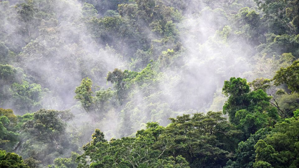 Tropical Forests Generate Rainfall Worth Billions | Technology Networks
