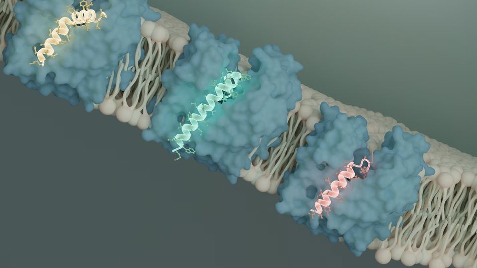 Phages Expose MurJ as Promising Antibiotic Target | Technology Networks