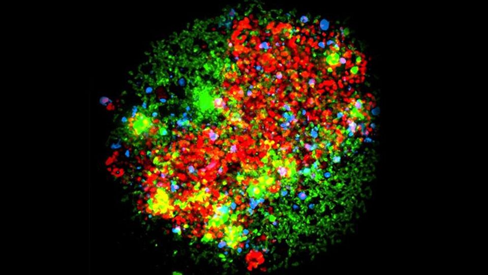 Innovations in Live-Cell Imaging | Technology Networks