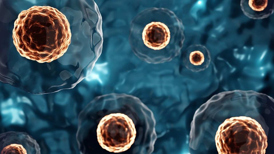 Engineered Stem Cells May Avoid Immune Rejection | Technology Networks